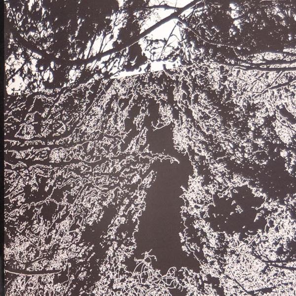 Biennale Architettura 2025 | Image of the Forest
