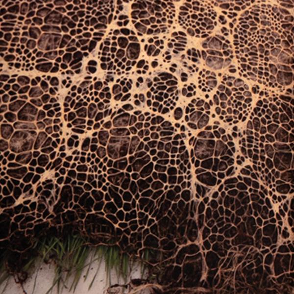 Biennale Architettura 2025 | Interwoven